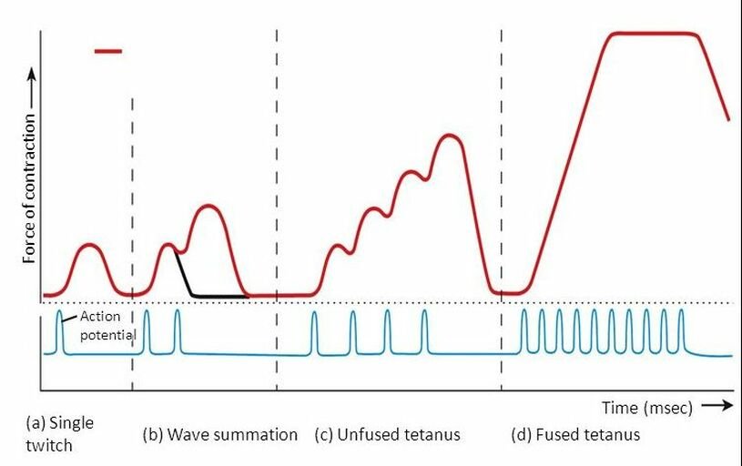 Summation And Tetanus Biology Science Forums